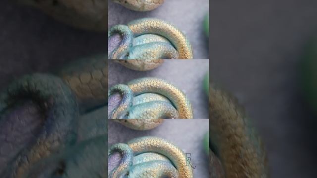 Год Змеи скоро
#скороновыйгод #сновымгодом #новый2025год #годзмеи #змеямагнит #подарокнановыйгод