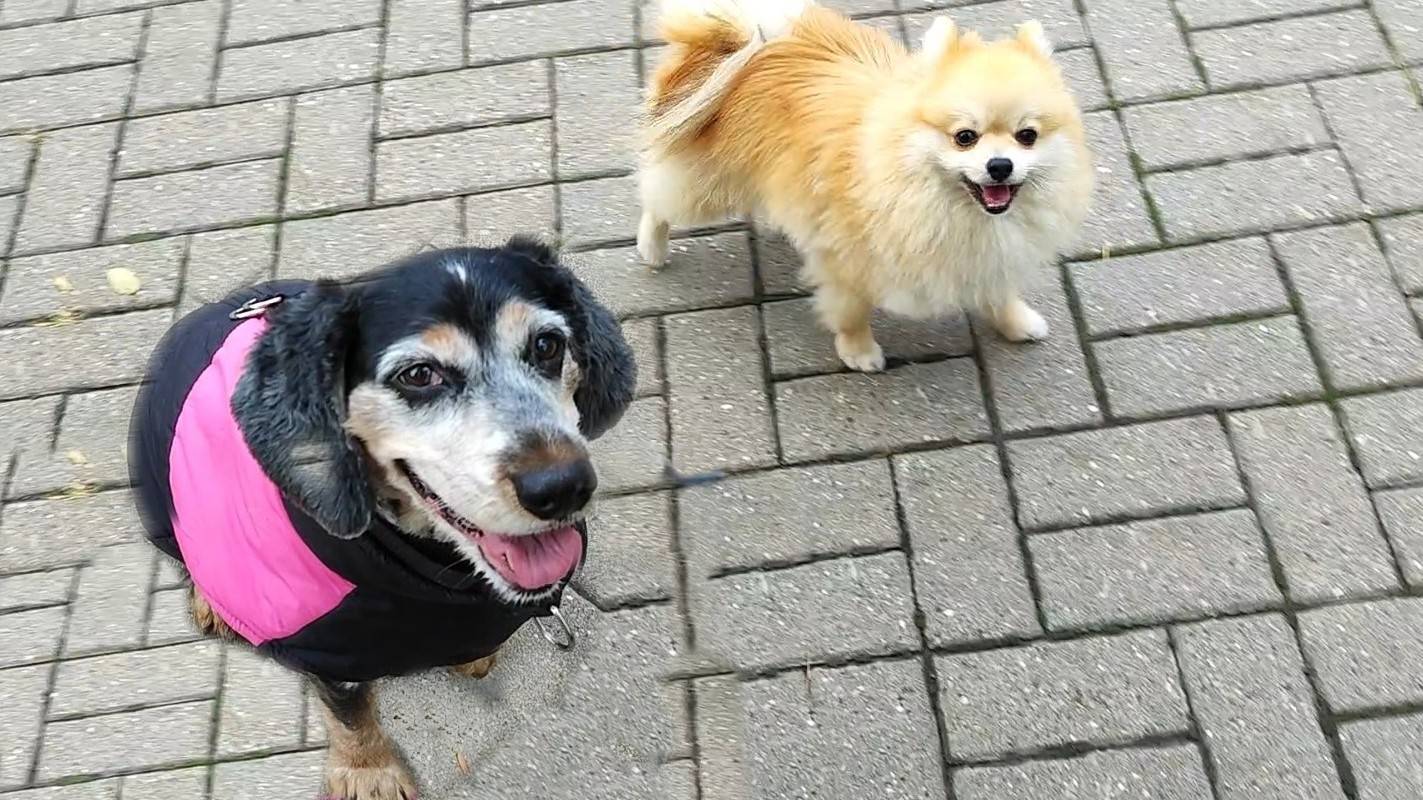 Умничка Марта, дерзкий глупыш Фокс и неадекватный хозяин питбуля | Передержка собак Ростов