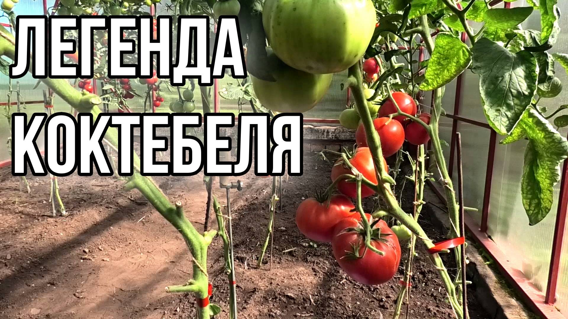 Томат Легенда Коктебеля.