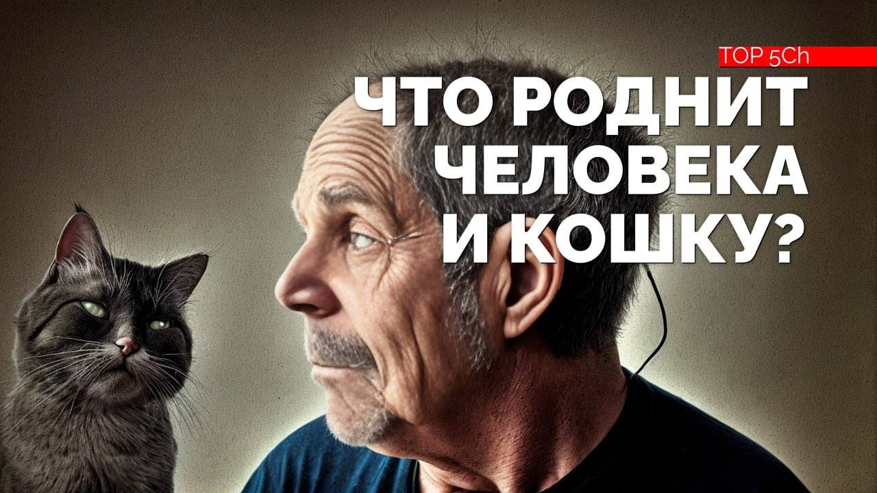 ТОП фактов родства человека и кошки! Мы одинаковы?