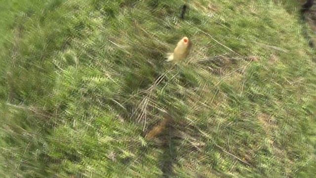 Крупный КАРАСЬ на УБИЙЦУ КАРАСЯ. Карась перед нерестом в АПРЕЛЕ!