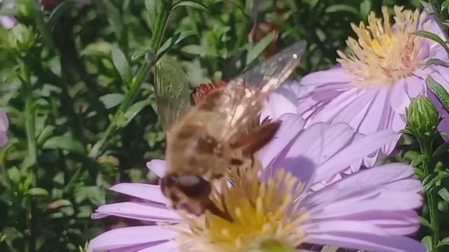 Белая Берёза