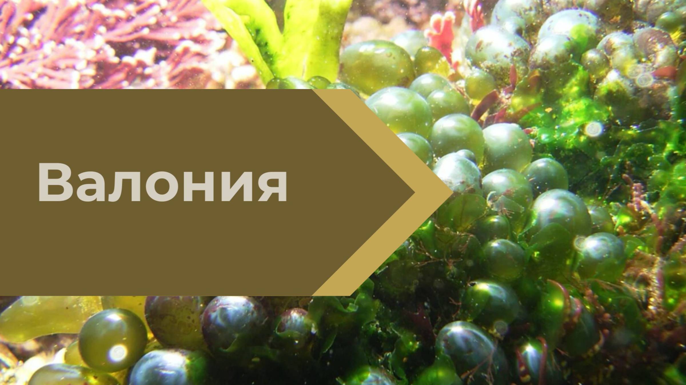 Часть 34 Новая проблема - валония.