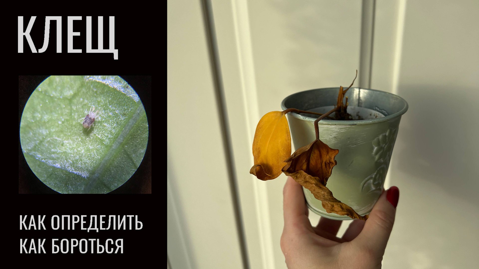 №37. Самая частая причина гибели комнатных растений. Клещ.