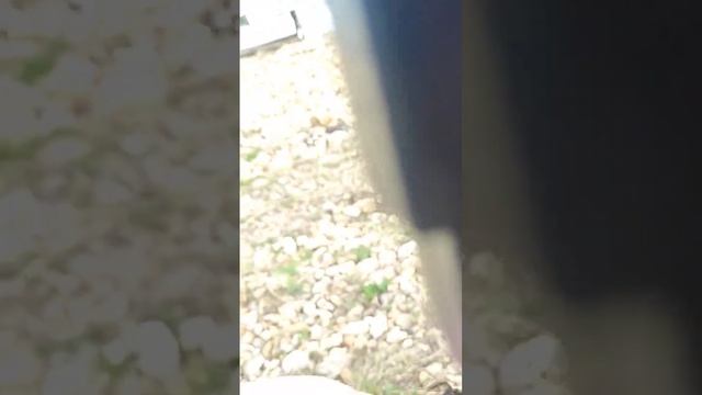 Форель. Улов форели #садок #форель #рыбалка