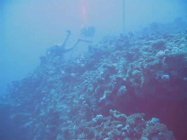 Кораллы на Абу Рамада. Египет, 2024г