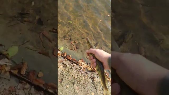 Милая щука #щука #спиннинг #рыбалка