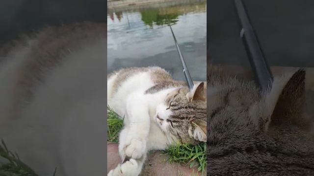 Кошка на рыбалке #кошка #рыбалка #рыбак