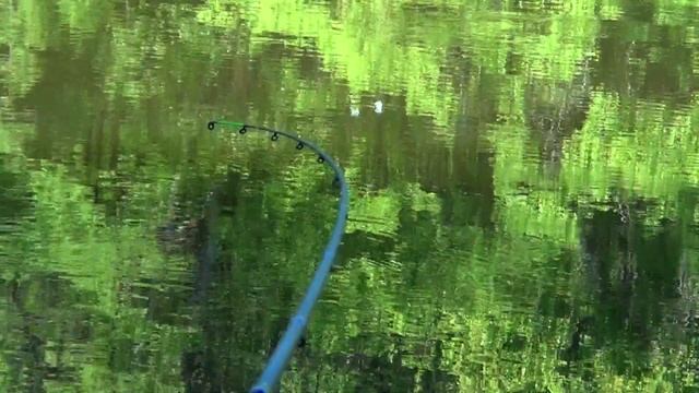 Рыбалка на ФИДЕР. Северский Донец l Полевая каша l Клёв хорошей плотвы крупным планом