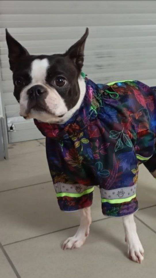 Комбинезон для бостон-терьера