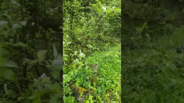 Пение птиц #природа #птицы #sh