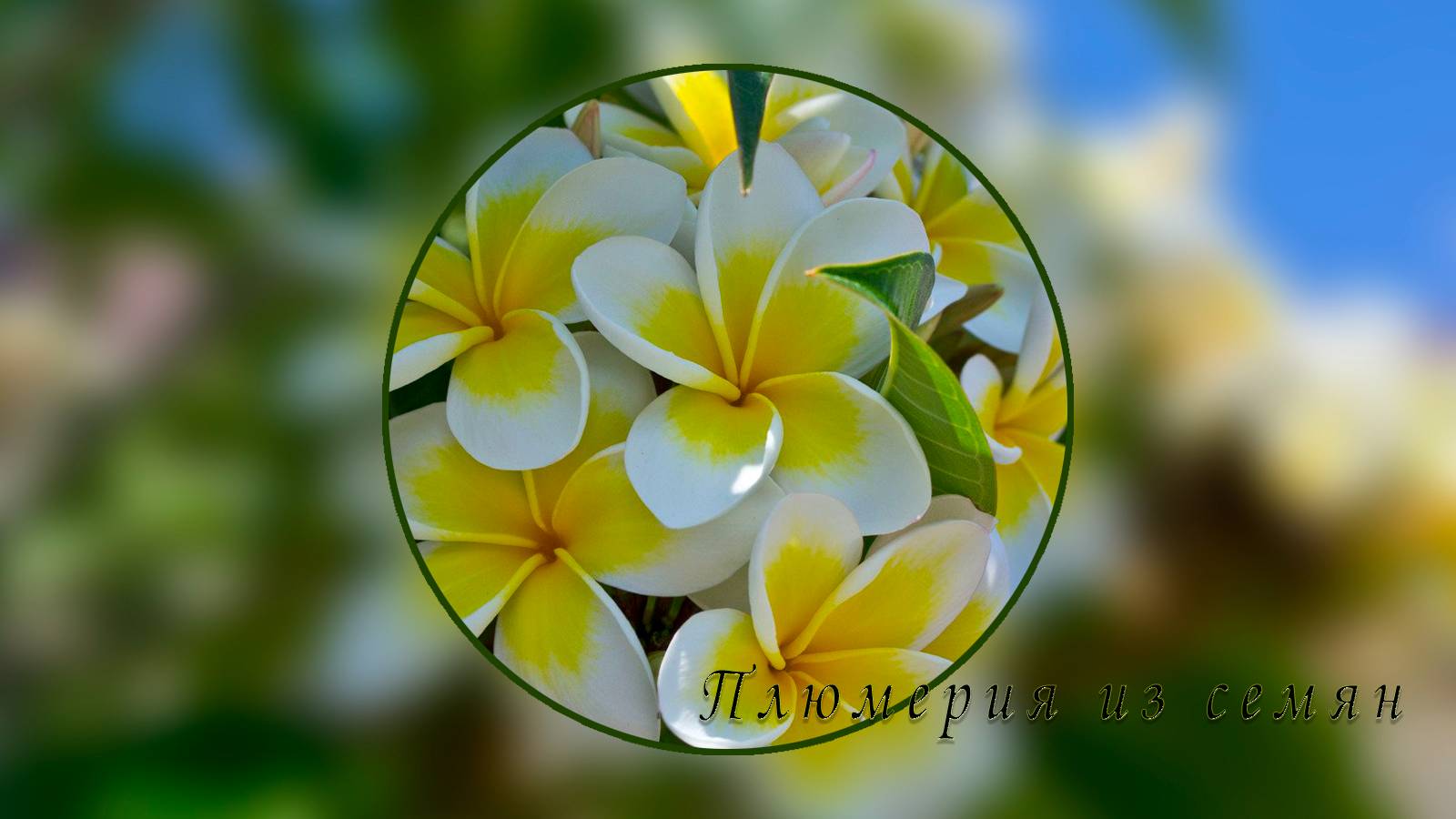 Посев плюмерии из семян часть 1