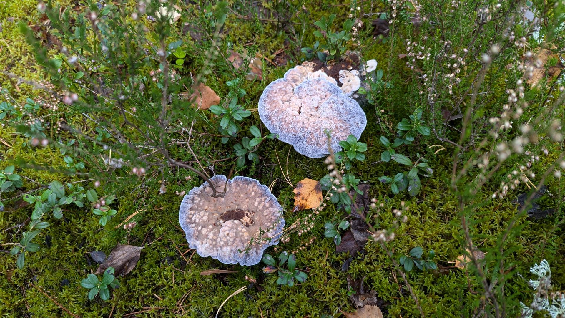 Гиднеллум голубой (Hydnellum caeruleum). Как выглядит гриб на месте произрастания.