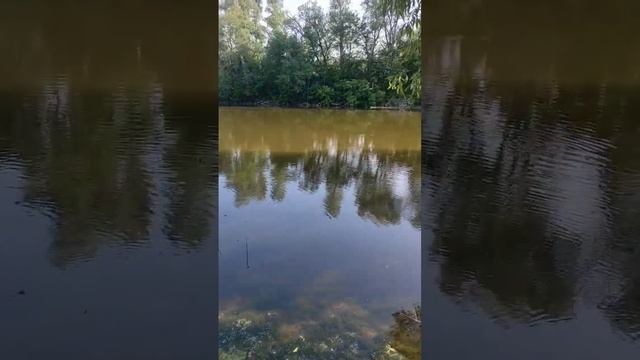 Рыбалка. Северский Донец #донец #рыбалка #нарыбалке