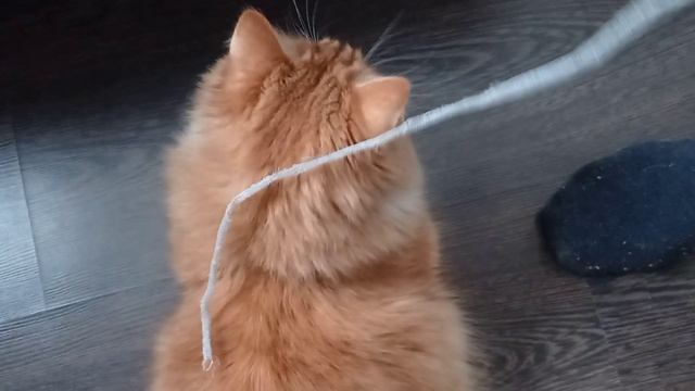 Марсик кот играется