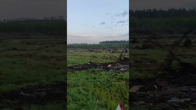 Вырубка леса #рыбак #лес #shorts