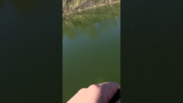 Вываживание форели от первого лица #форель #рыбалка #спиннинг