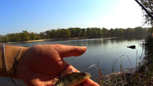 ГДЕ ИСКАТЬ ОКУНЯ осенью. Окунь на спиннинг. Микроджиг на окуня.