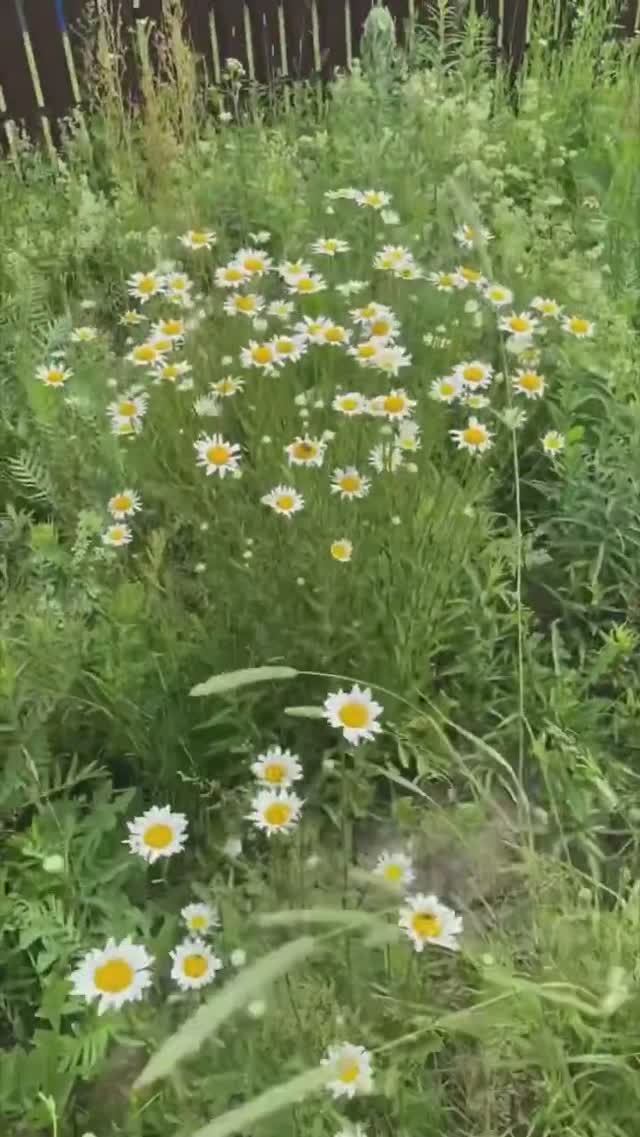 Букеты ромашек #shorts #short #shortsvideo