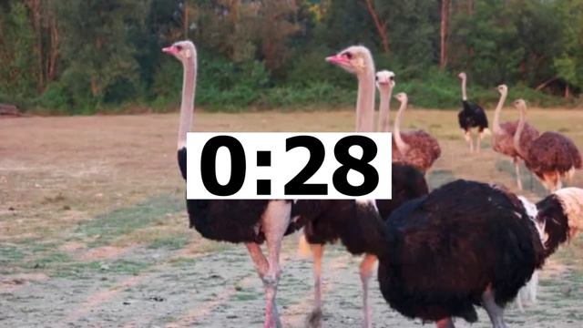 PETS (Вербицкая 2025 вариант 1)