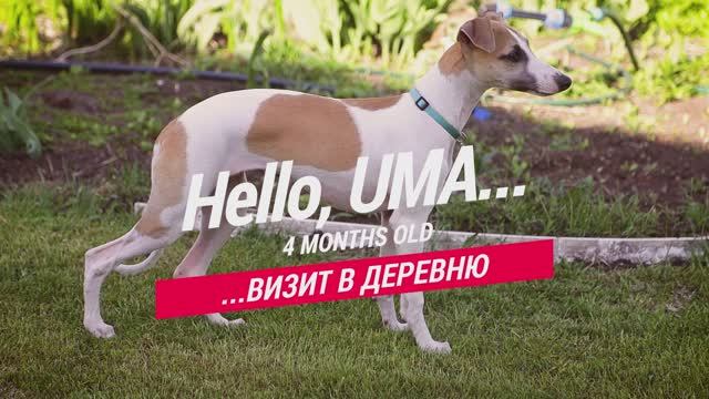 Умка в деревне