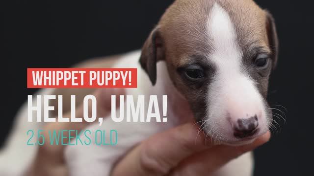 Щенок уиппета Ума / Nagazi Hello Uma Turman 2020