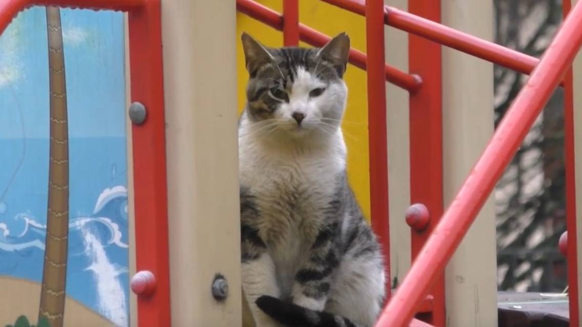 О Ютубе, канале и фрагменты Петербурга. 14.11.24.