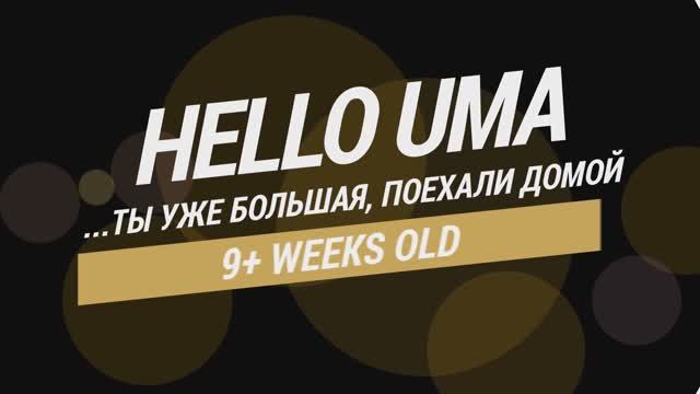 Щенок уиппета Умка, поехала домой