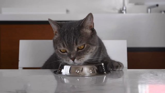 Колыбельная про кота. Песенка для малышей «Котик-коток».