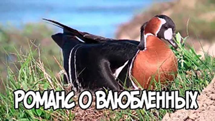 Записки Сибирского Натуралиста, 4 сезон
