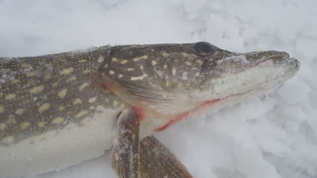 ЛОВЛЯ ЩУКИ ЗИМОЙ. РЫБАЛКА НА ЖЕРЛИЦЫ В ЗАЛИВЕ. Рыбалка с отцом.