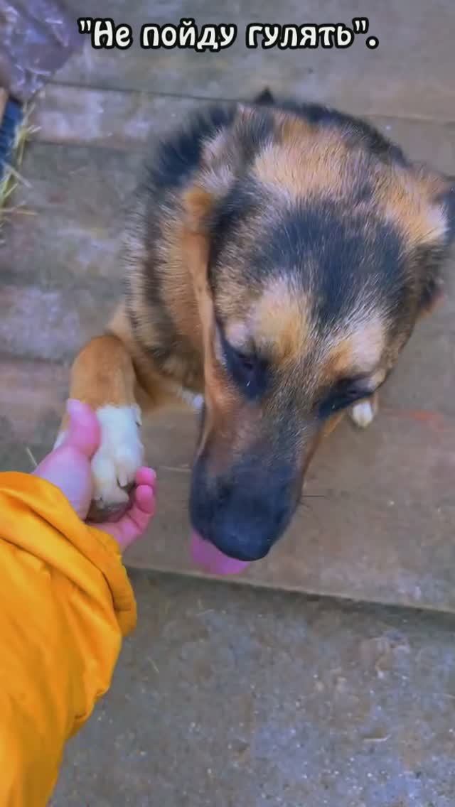 "С Лолой совсем не страшно!" ❥ Про Сирену в приюте в Малинках (МП "Пушистый друг")