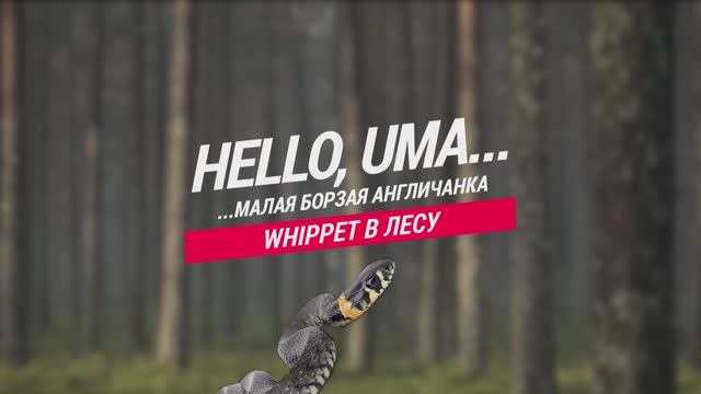 Умка в лесу