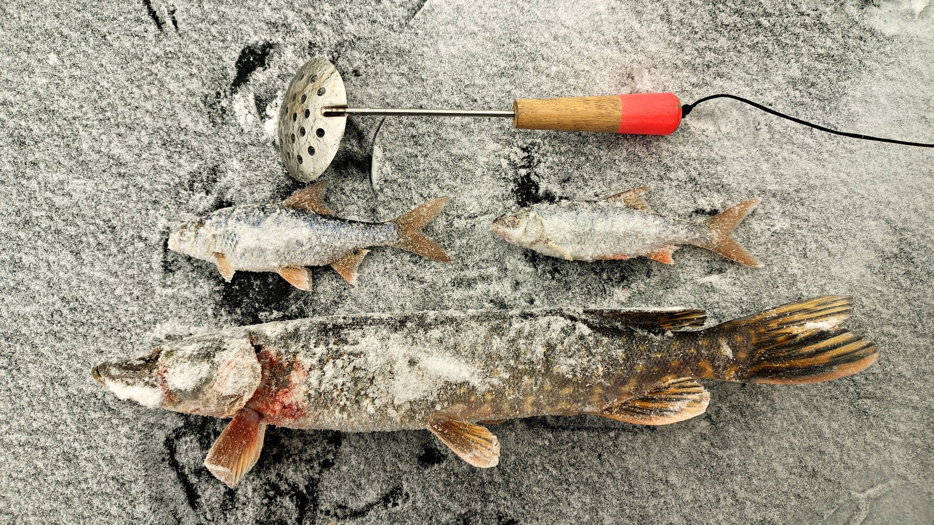 Щука на жерлицу. Карпинск