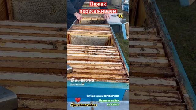Лежак пересаживаем! ПАСЕКА! #pereborovobee #пчеловодство #зимовка #пасека #bee #лежак