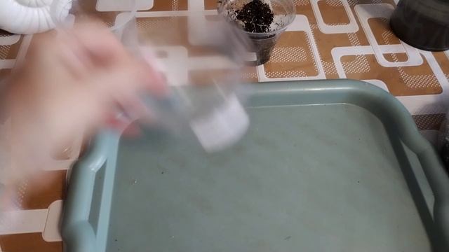 Диоскорея Слоновая. Прошло 4 месяца. Клиен скорее жив чем мёртв 😅