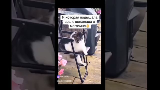 Моя подруга и шоколадка🍫