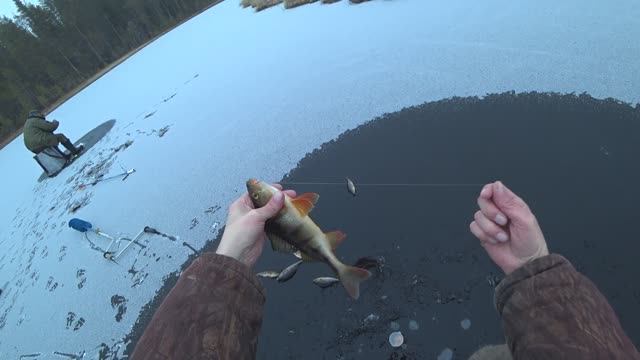 Ловля окуня на карельской ламбине. Отличный клев. Первый лед.