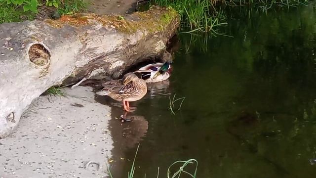 Утки прихорашиваются. Плотина р.Сейм ☺️☺️☺️