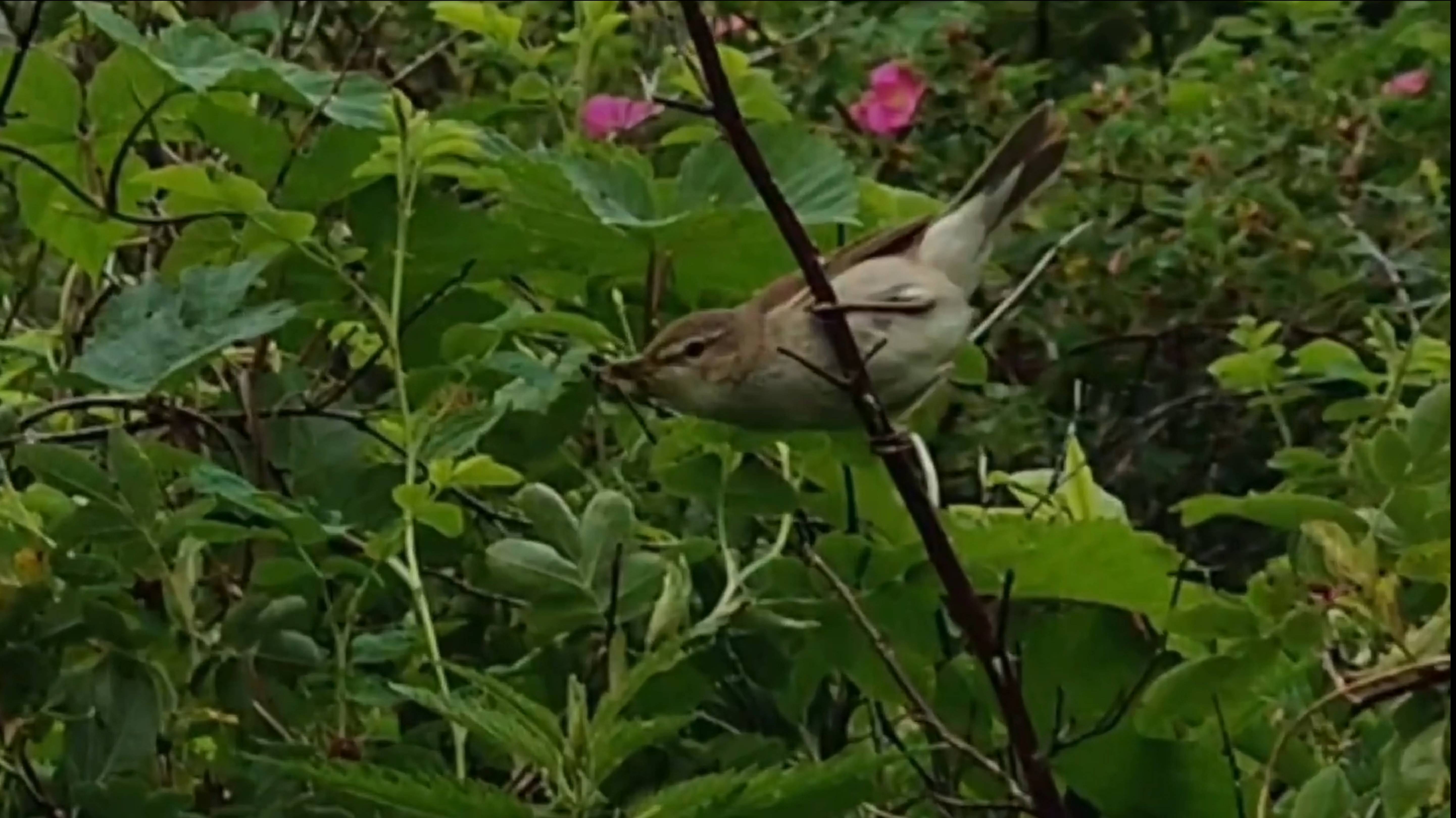 Поющая в терновнике или птаха в шиповнике.