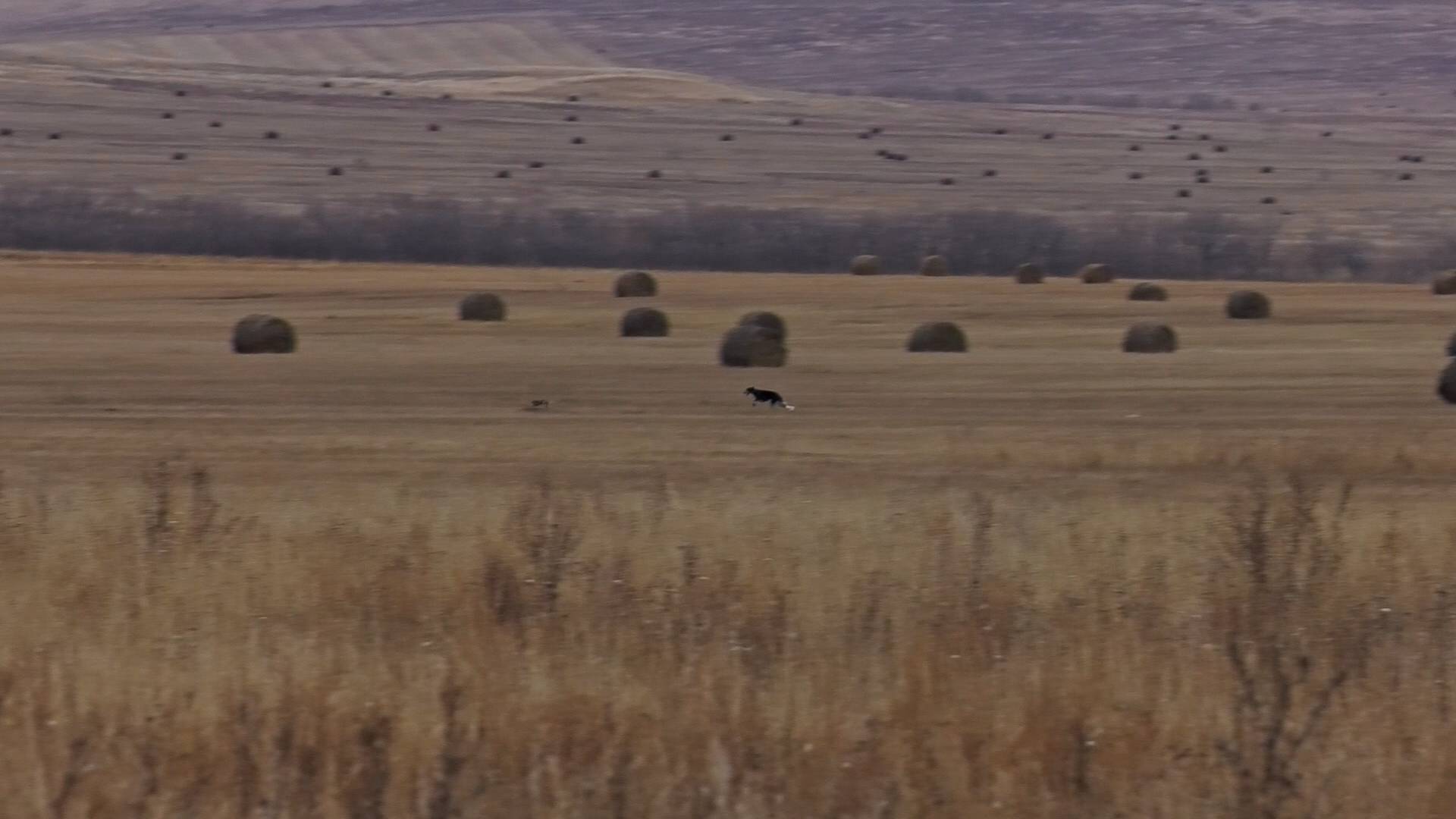 Борзые герои - в программе "Дело ведёт Мур-р-р"