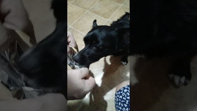 Печенье в тёмном шоколаде для...Ники❤Делитесь в комментариях  какие вкусняшки даёте своим питомцам?