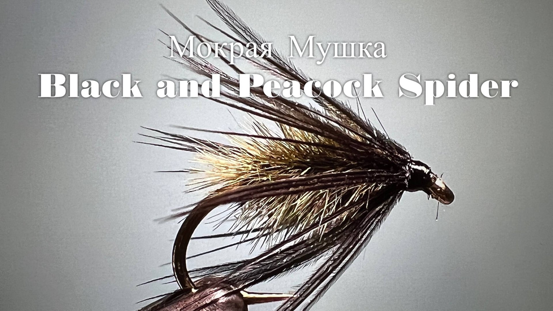 Классическая Мокрая мушка Black and Peacock Spider Как связать от GM FLY