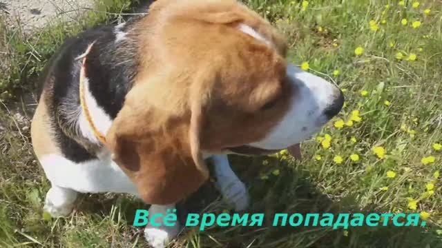 Как пёс и черепаха познакомились.