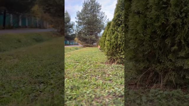 Счастливый коржик #коржмарти #корги #собака #дрессировка #животные #corgi #dog #animals