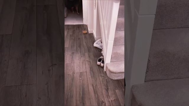 Коты и собаки с озвучкой