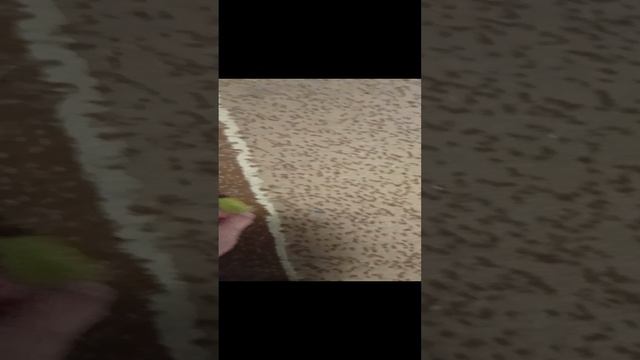 скорые 4 сер