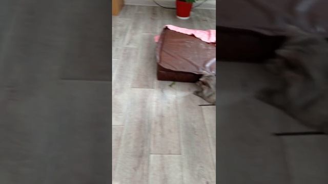 Кошка Плесень и ящерица. Июнь 2021 г.