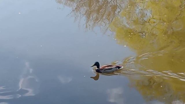 Утки на реке весной! Красотища! 😋😋😋😁😁😁👍👍👍