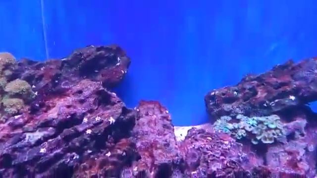 Океанариум Анапа сентябрь 2022